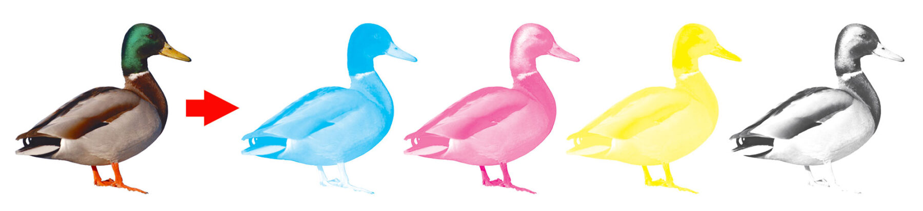 Spot vs. Process Color - Seattle Printworks