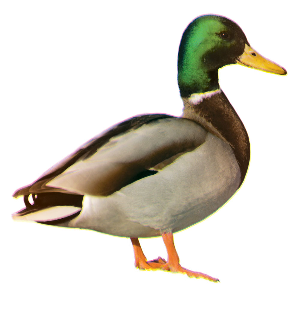 Spot vs. Process Color - Seattle Printworks