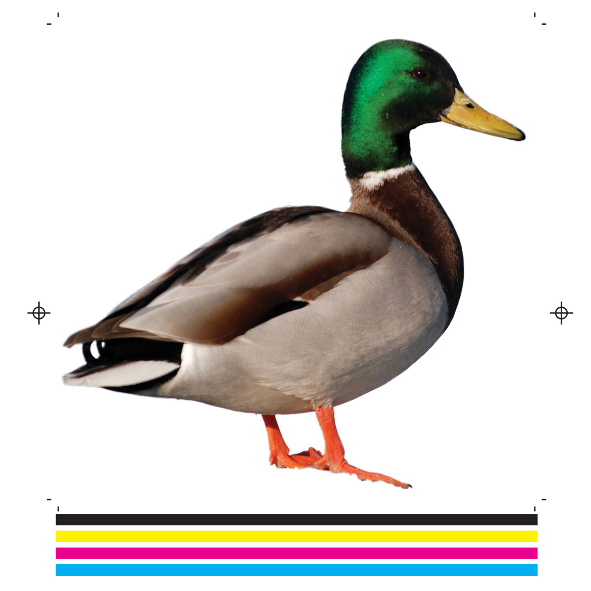 Spot vs. Process Color - Seattle Printworks